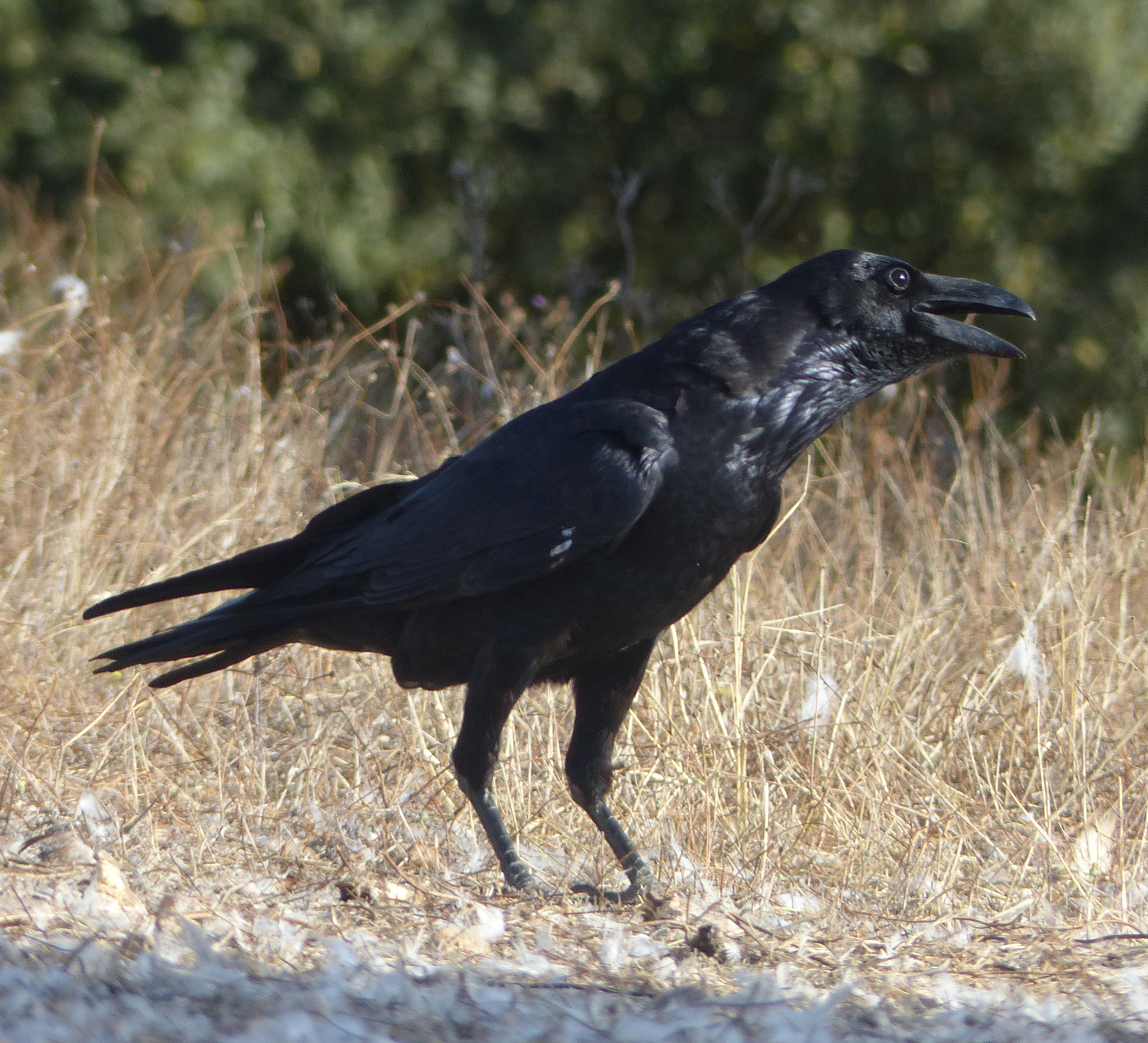 Fotografía de Cuervo | Reserva Biológica Campanarios de Azaba